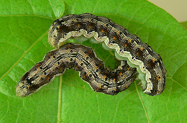 Cotton Bollworm